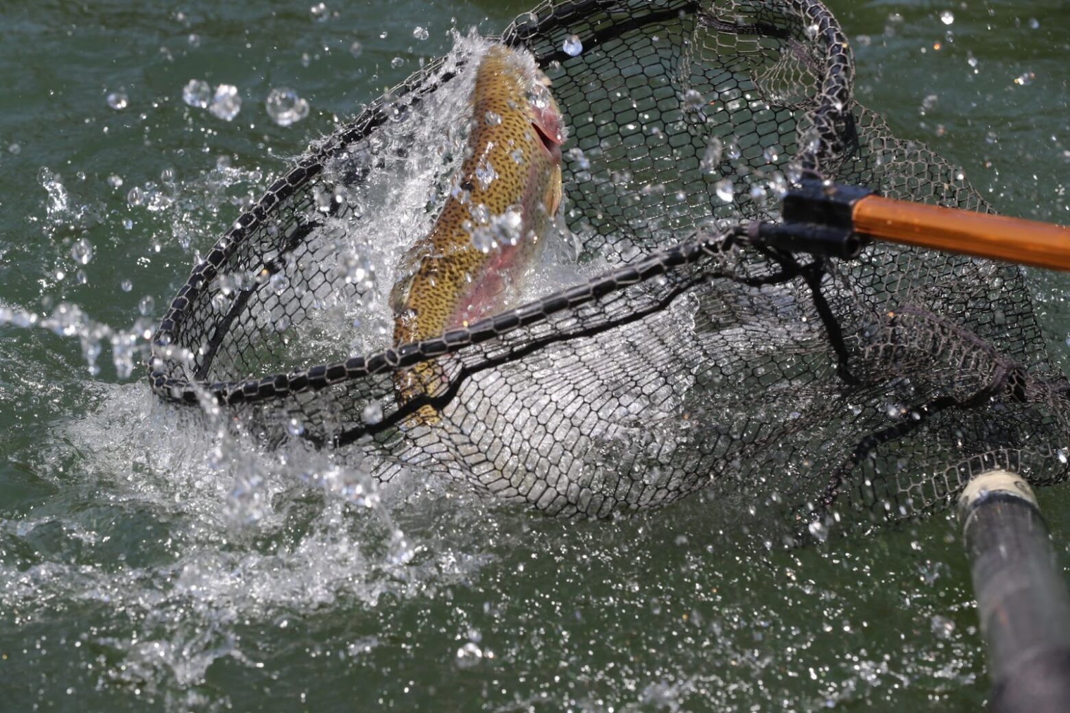 Keep Your Trout Healthy for the Next Angler on the Line - Saline River News